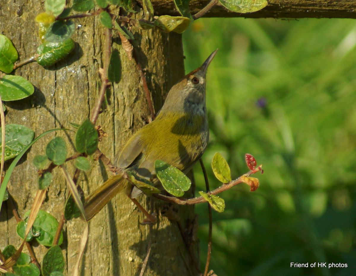 Photographic Wildlife Stories in UK/Hong Kong: Local Birds
