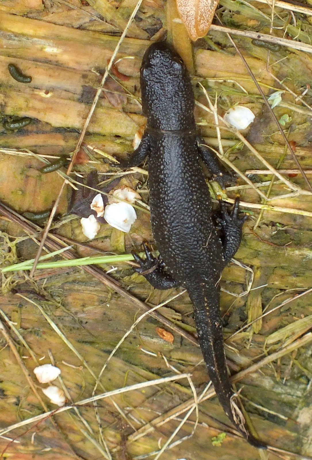 About a Brook: The Dairy Voles at Mile Bank, and the Importance of ...