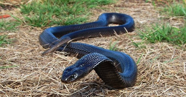 Black Snake | Wild Life Adventures