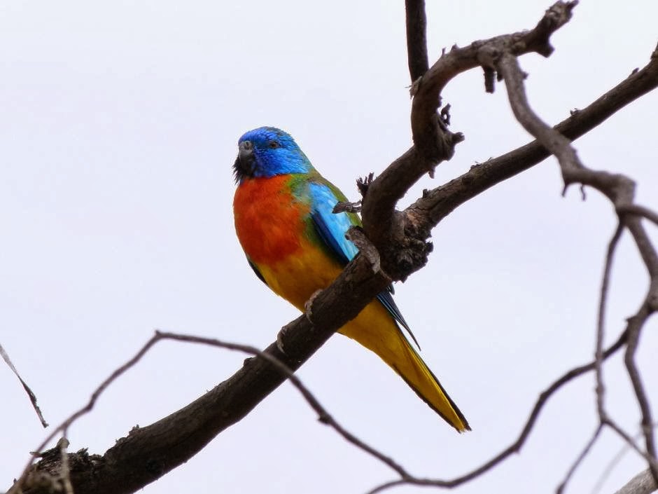 Tierra de papagayos, loros, cacatuas, pericos, cotorras y guacamayos ...
