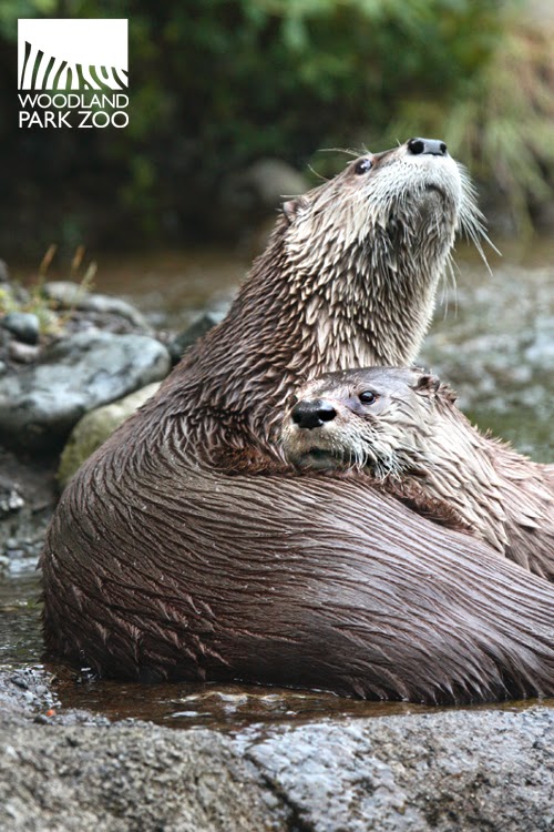 Farewell to Sunny the otter