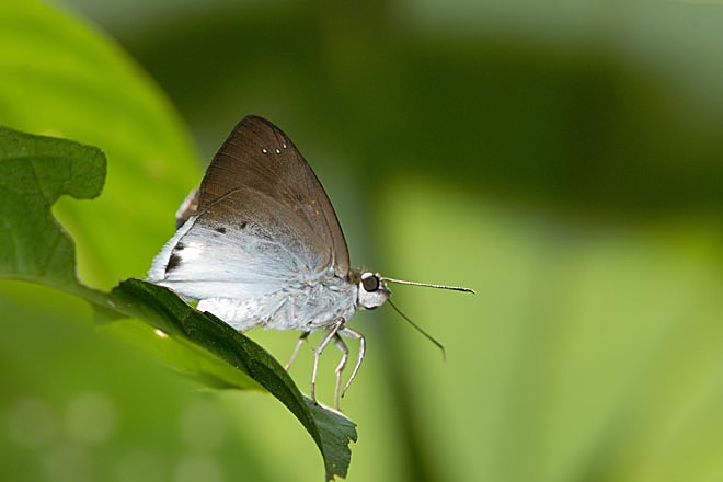 Beauty of Fauna and Flora in Nature: A Scarlet Flash @ MacRitchie ...