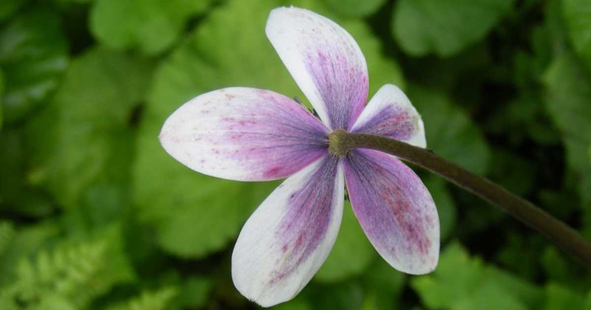 Medicinal Plants: Anemone rivularis, Himalajanvuokko, Bach-Windröschen ...