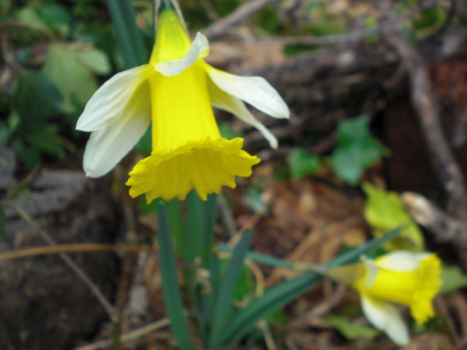 Perfumes y luces de Extremadura: Narciso, Narcissus Pseudonarcissus.