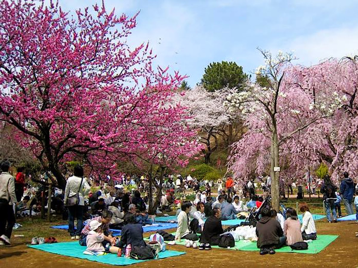 [Rokudenashi]: Hanami 花見