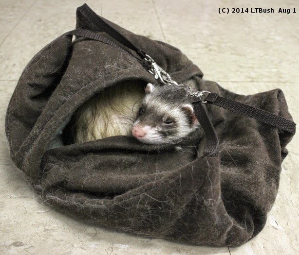 Writog: Ferreting Out A Good Image