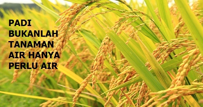 Cara Menanam Padi dengan Irigasi Tetes Netafim di Lahan Gambut (2016 ...