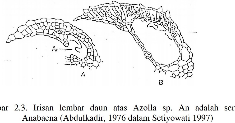 Simbiosis Azolla Dengan Anabaena Azollae | AZOLLA MAGELANG