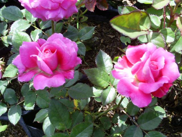 Aneka Tanaman Hias: Tanaman Hias Mawar