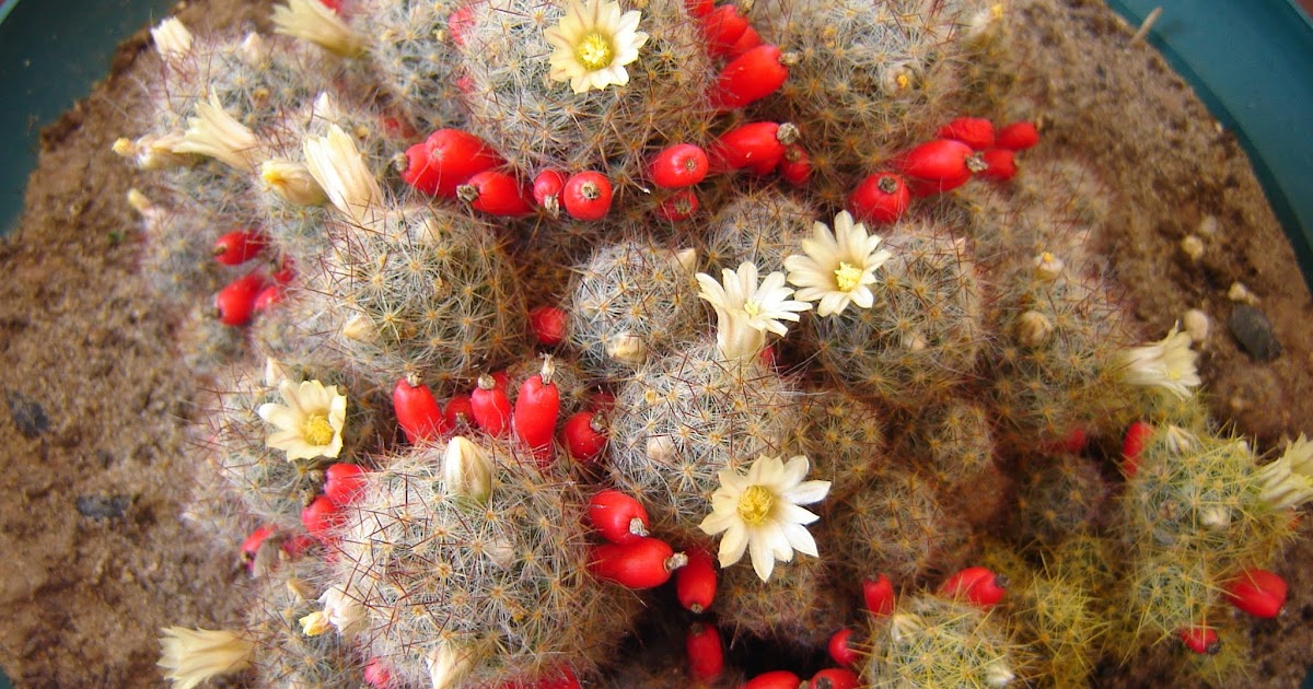 tutuna mituna: Mamilaria