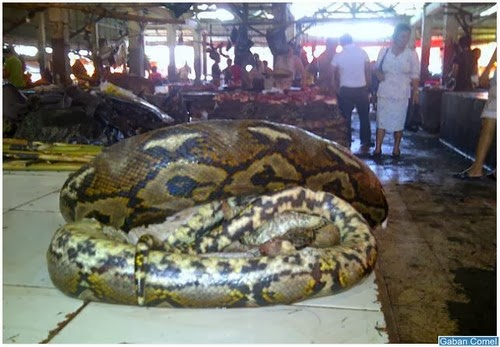 Pasar Ngeri di Sulawesi Utara Menjual Daging Haiwan Liar Seperti Ular ...