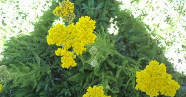 Şifalı Bitkiler Ansiklopedisi Lokman Hekim : Civan Perçemi Yağının ...