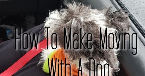 Like Two Sparrows | A Lifestyle Blog: HOW TO MAKE MOVING WITH A DOG EASY!