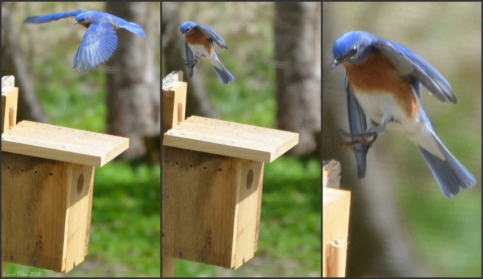 Flower Hill Farm: April 2012