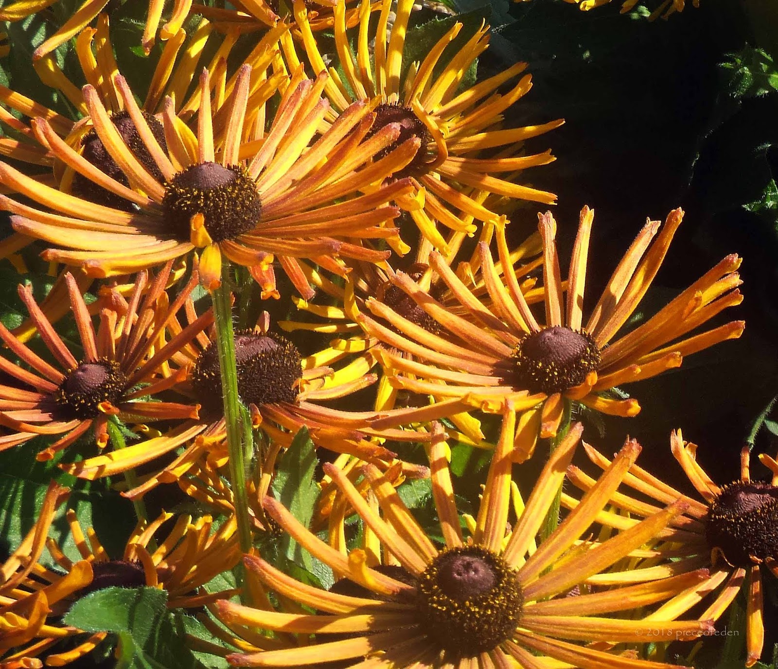 Echibeckia (Echinacea x Rudbeckia) 'Summerina Electra-Shock!'