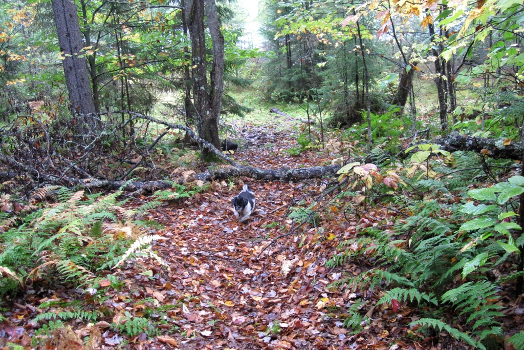 Windswept Adventure: The Peat Bog At Benz Pond, Part 2