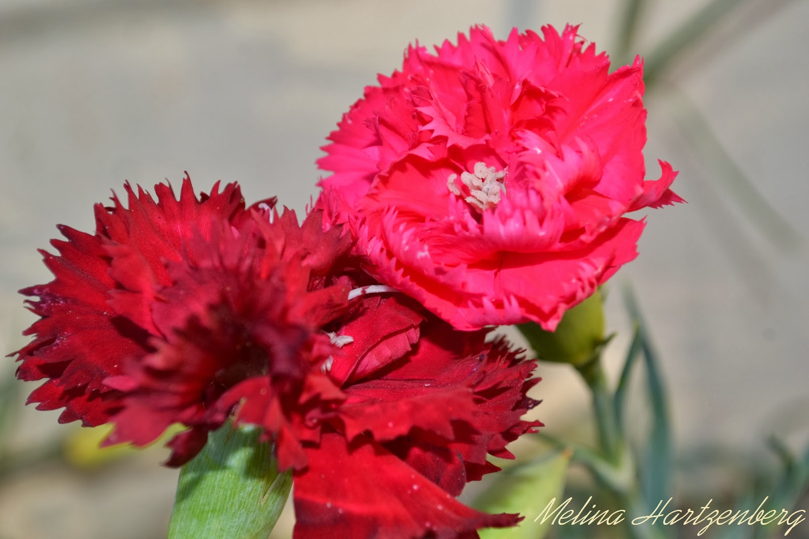 livingplantworld: Family: Caryophyllaceae Genus: Dianthus Species: D ...