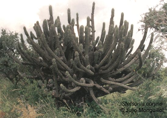 Argentina nativa: Cardón moro (Stetsonia coryne)