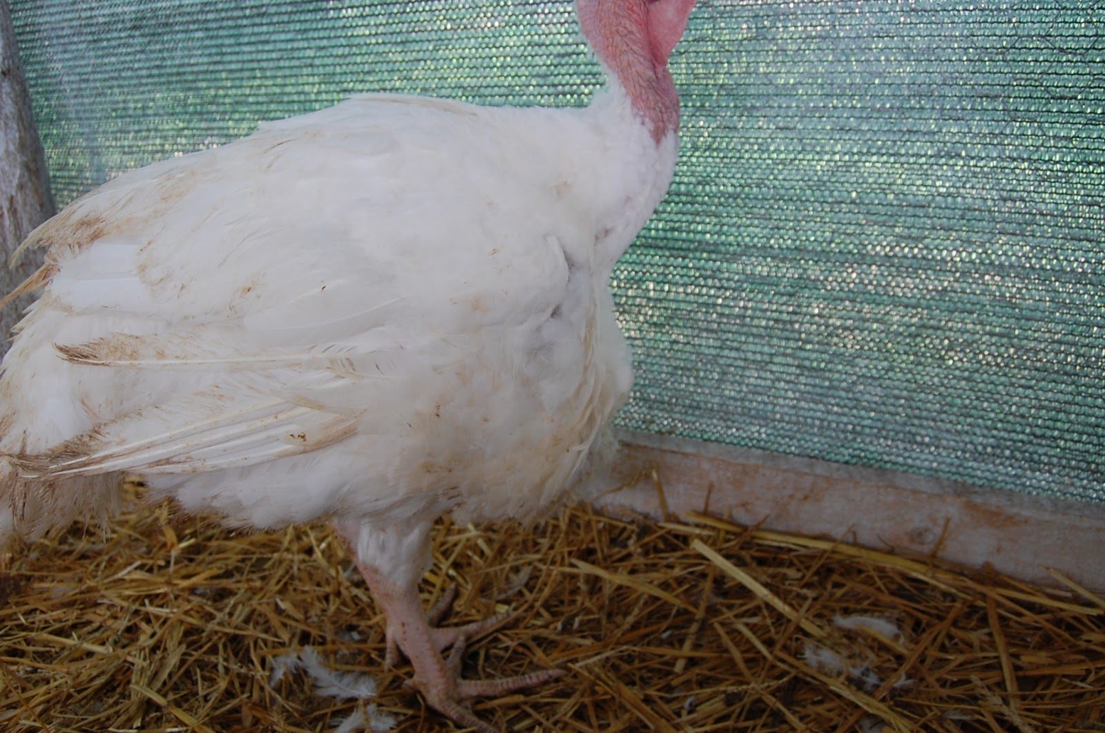 Miniferma de Curcani