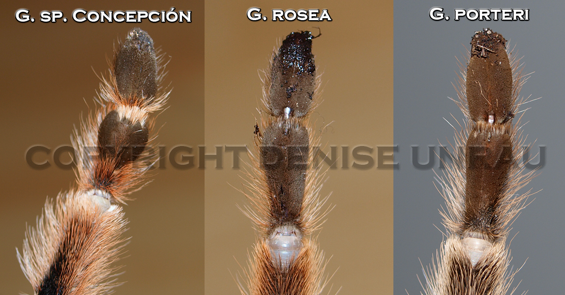 How can I tell the difference between G. rosea and G. porteri ...