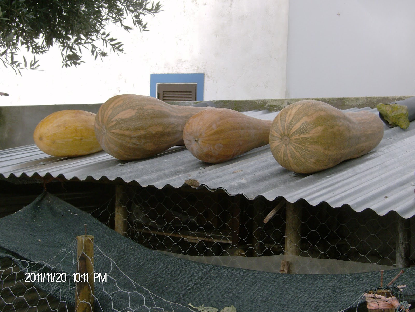 A HORTA DO JOÃO: Aboboras e mogangos