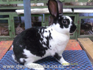 Bukasanabukasini: Mengenal Jenis Ras Kelinci (Inc. Foto)
