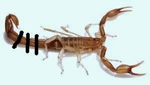 Wildlife Views: Scorpions can lose their tail to prevent predation