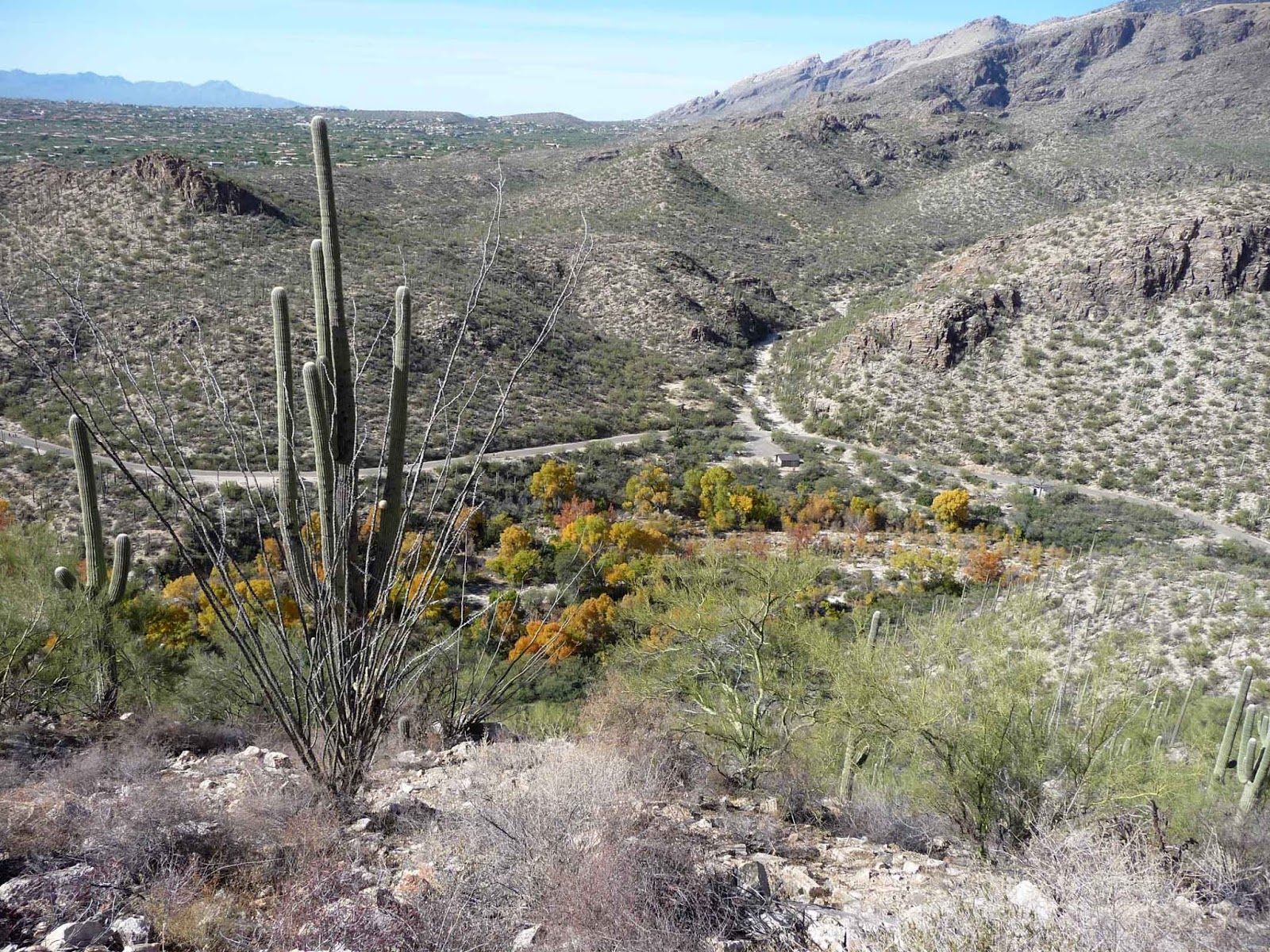 Desert Colors: Fall Colors