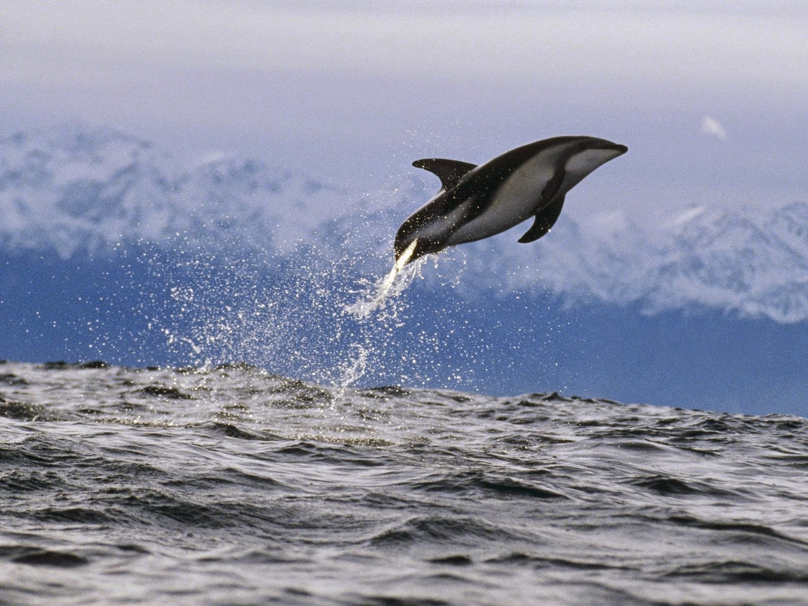 Flying Dolphin Wallpaper - Wallpapers HD