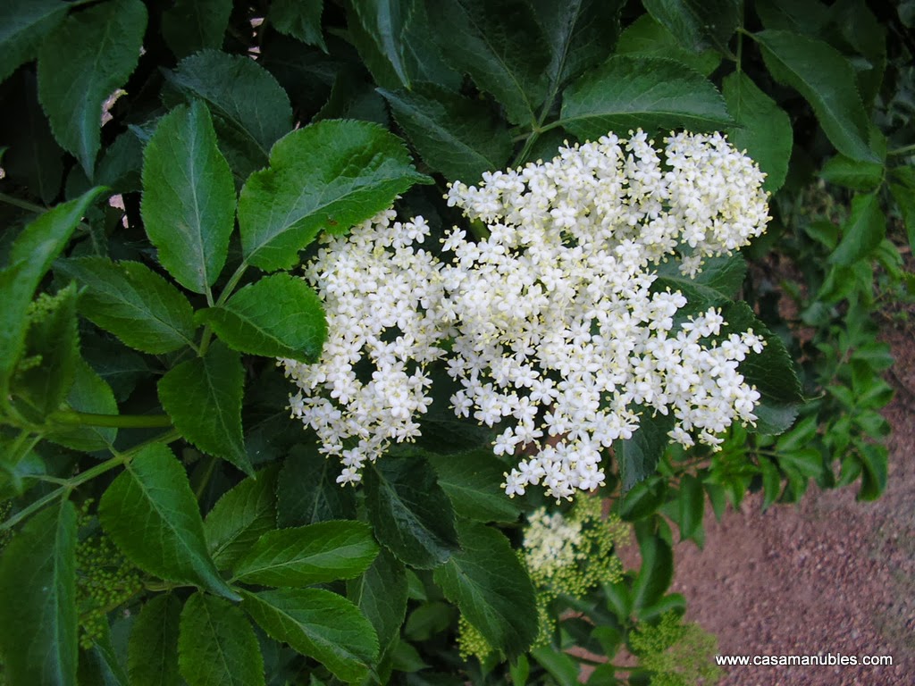 Manubles, un valle encantado: Frutos de otoño: El Saúco.