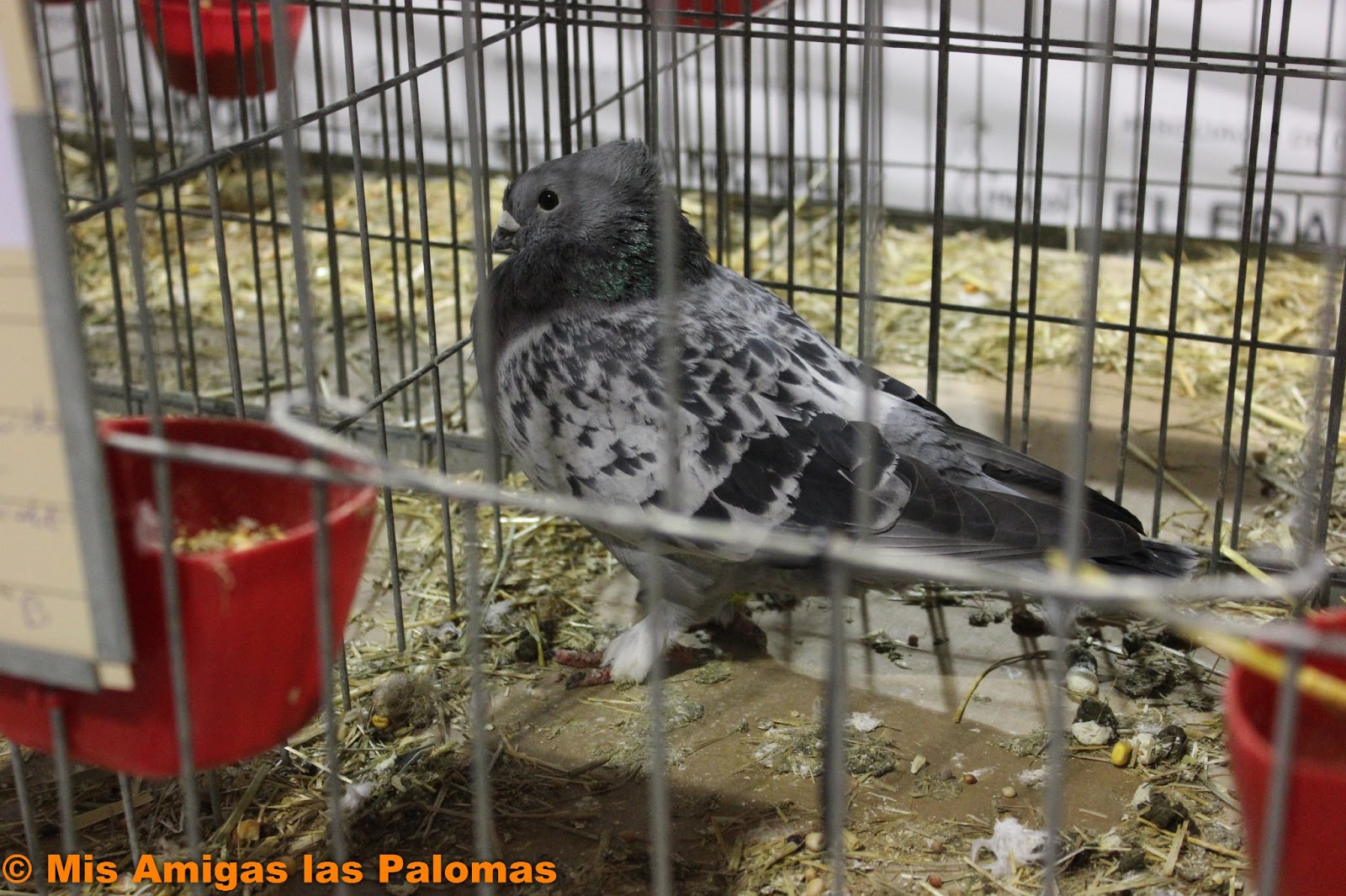 Mis amigas las palomas: Fotos palomas de raza