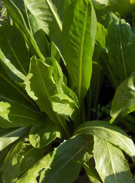 how-to-garden: Chicory crop, soil, irrigation and harvesting