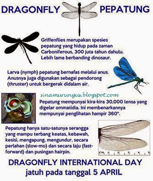 Sinamu Rungus: Tahukah anda DRAGON FLY hidup lebih dahulu berbanding ...