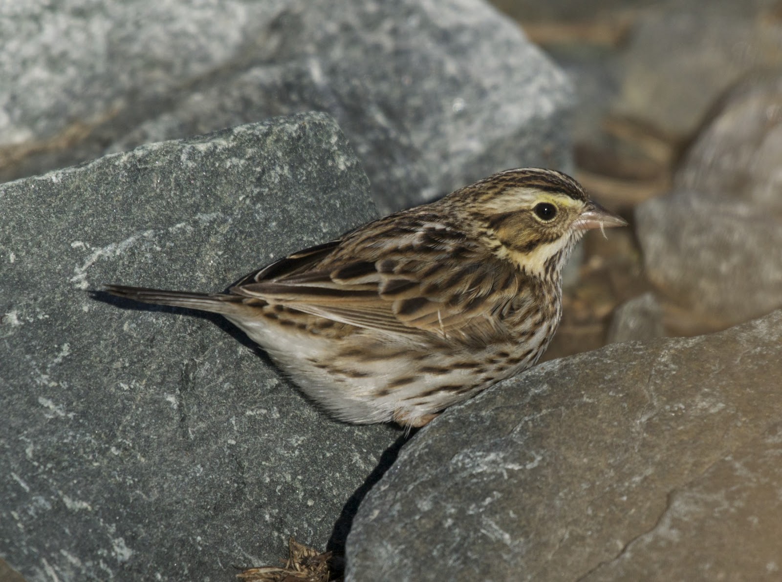 Butler's Birds: A Salute to Sparrows