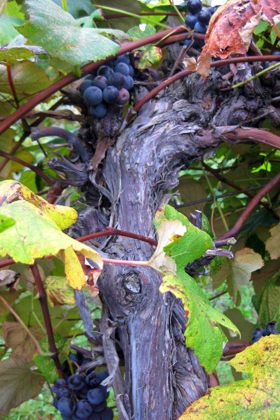 Just*Grand: Pumpkins Galore!