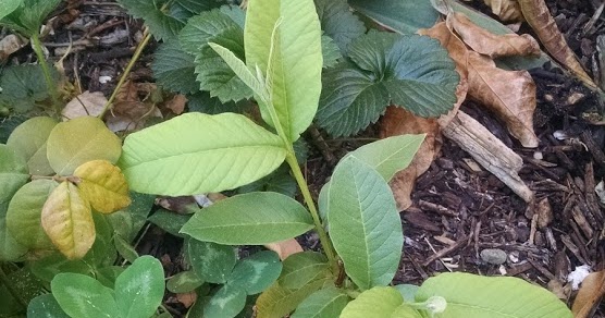 Desert Valley Orchard: Peruvian White Guava