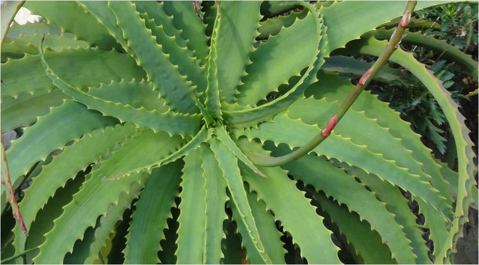 La Doctora De Las Plantas: Cómo siembro una sábila. Cuidados del aloe ...