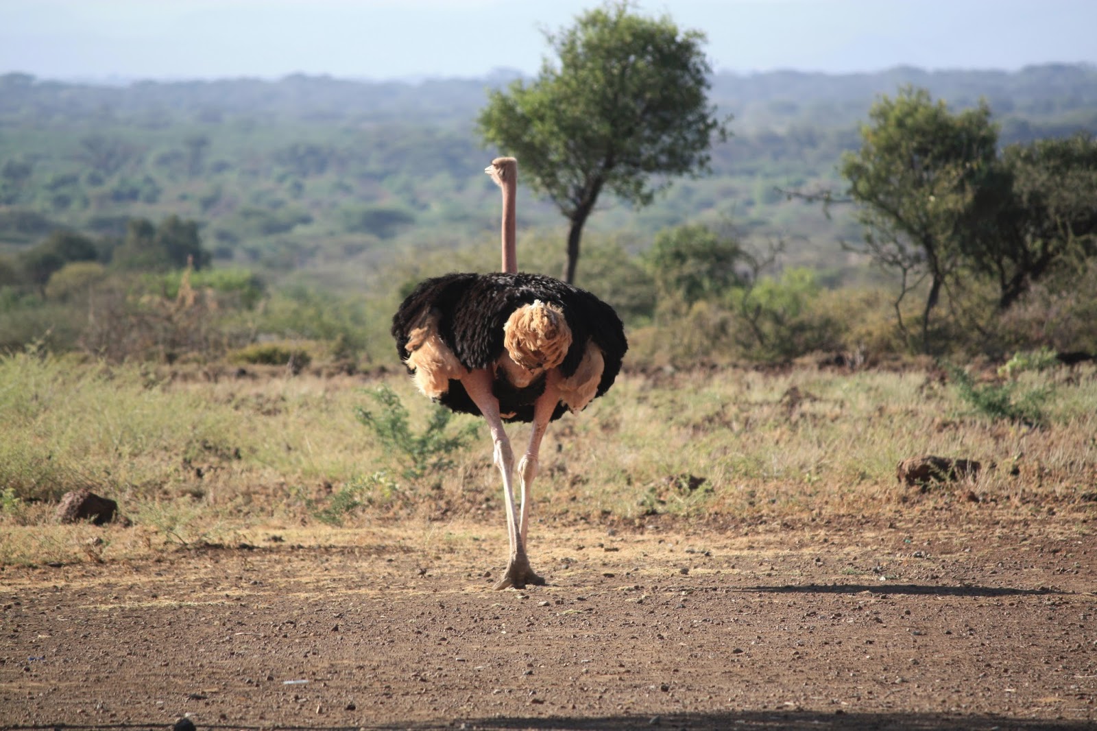 Ateliér prvoků / aktuální téma: SLAVONICE MP23: Pštros dvouprstý