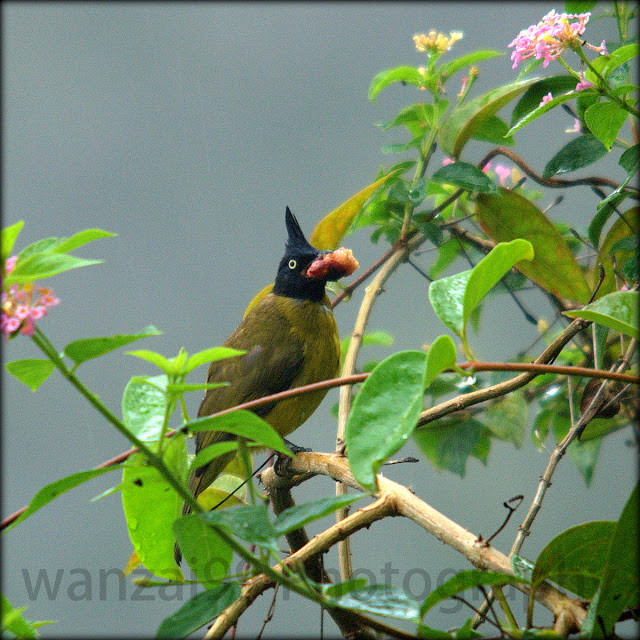 wanzai99 PHOTOGRAPHY: Burung Merbah Jambul Hitam