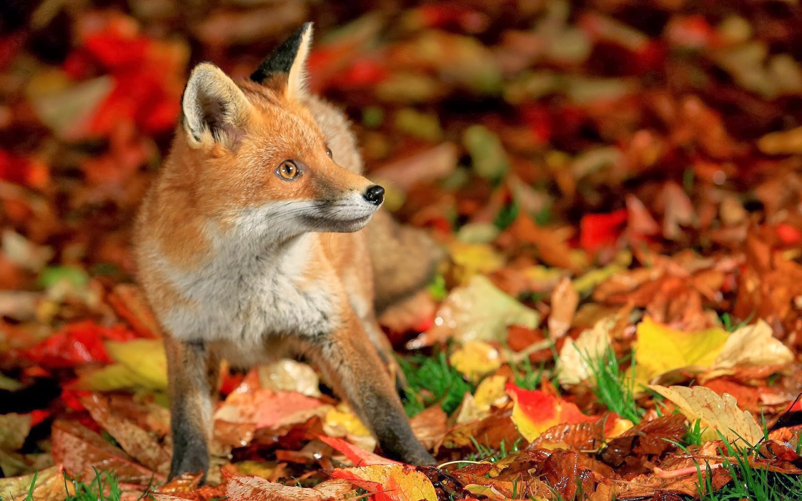 Herfst Wallpapers (herfstfoto's) | Mooie Leuke Achtergronden Voor Je ...