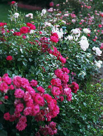 Temperate Climate Permaculture: Permaculture Plants: Roses, an ...