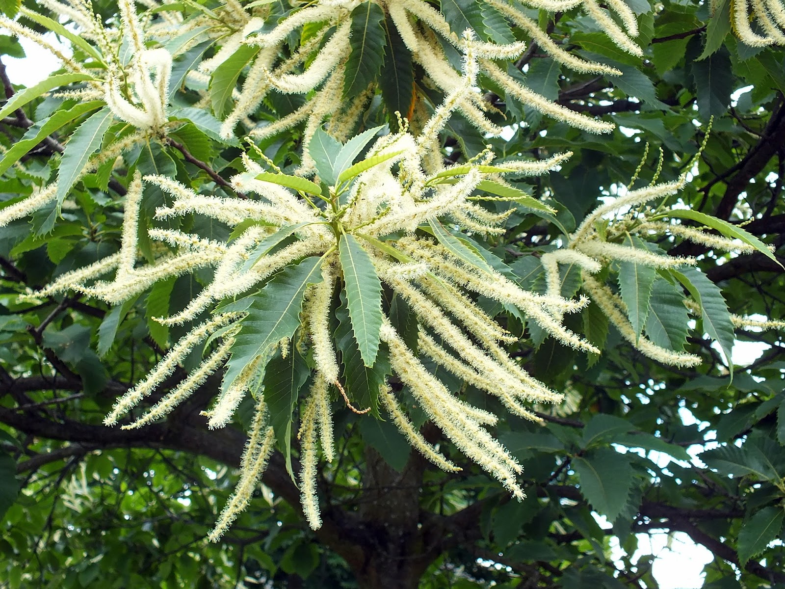 Hull And Hereabouts Sweet Chestnut hull-and-hereabouts-sweet-chestnut