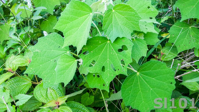 බෙහෙත් අනොදා - Beheth anodha - Country mallow - Abutilon indicum ssp ...