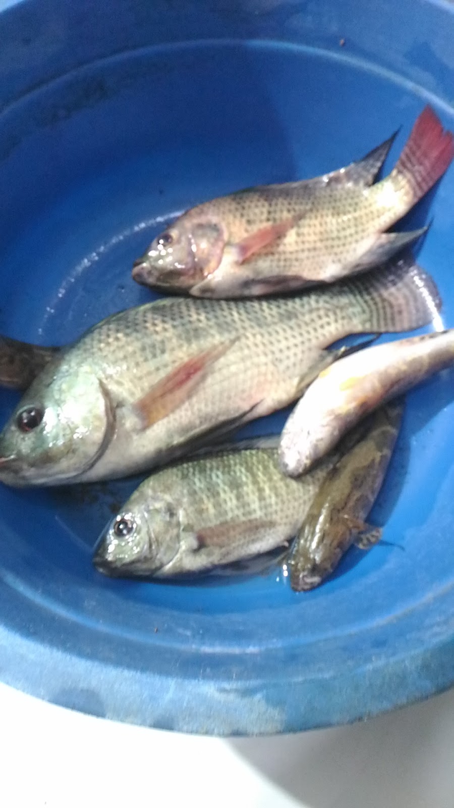 Teknik mancing ikan nila dengan teknik lubang tarangan | Geoternal