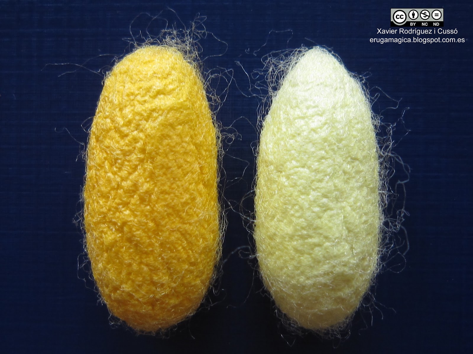 L'eruga màgica: Galeria d'imatges : Groga espanyola nº 2 (Sierra Morena)