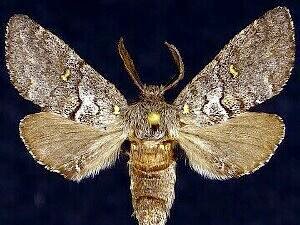 Field Biology in Southeastern Ohio: Prominent Moths of Ohio