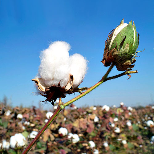 Pamuk nedir? - Laf Sözlük