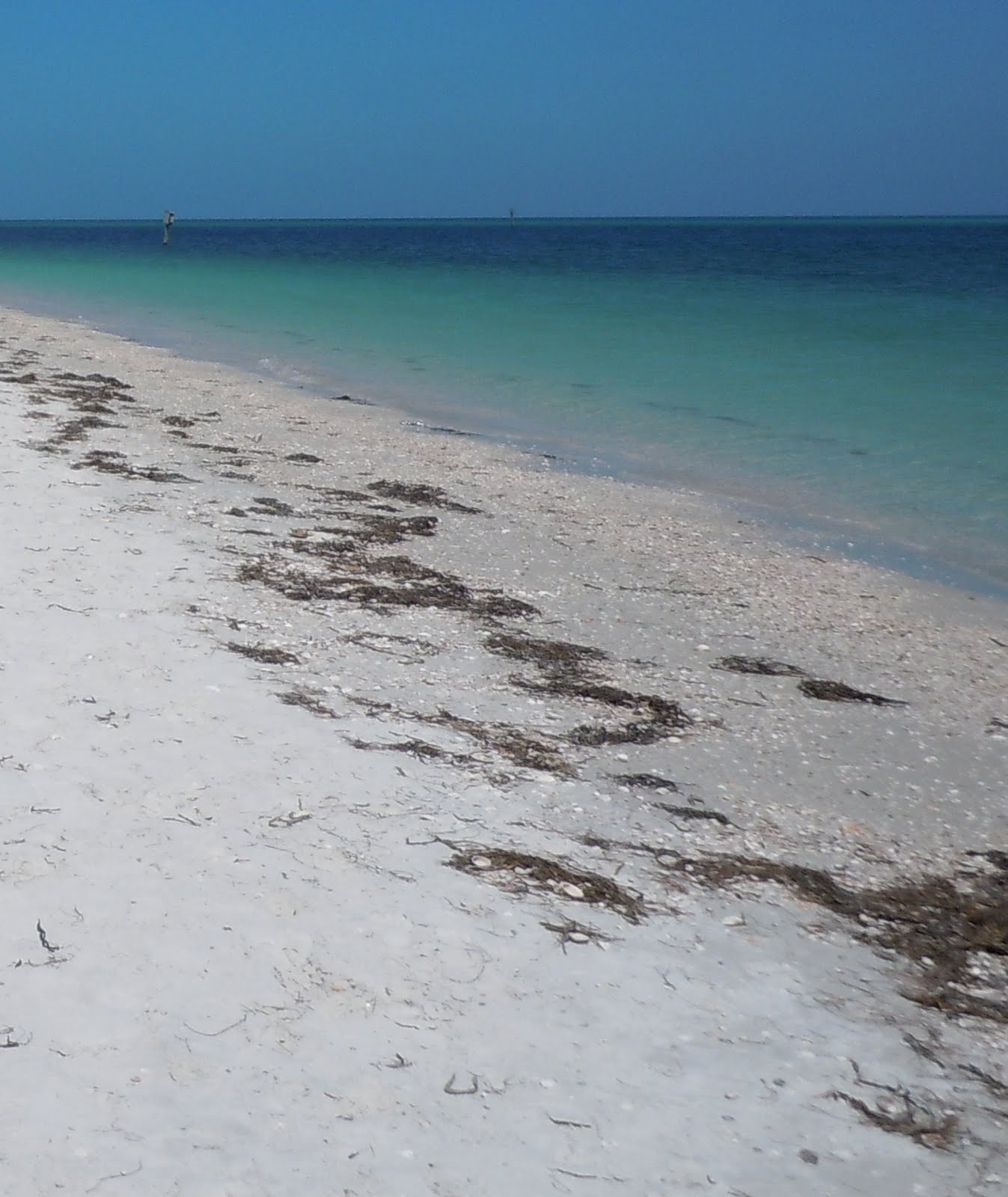 Connee's Vacations: Pass A Grille Beach St. Pete Florida.... Shell Key ...