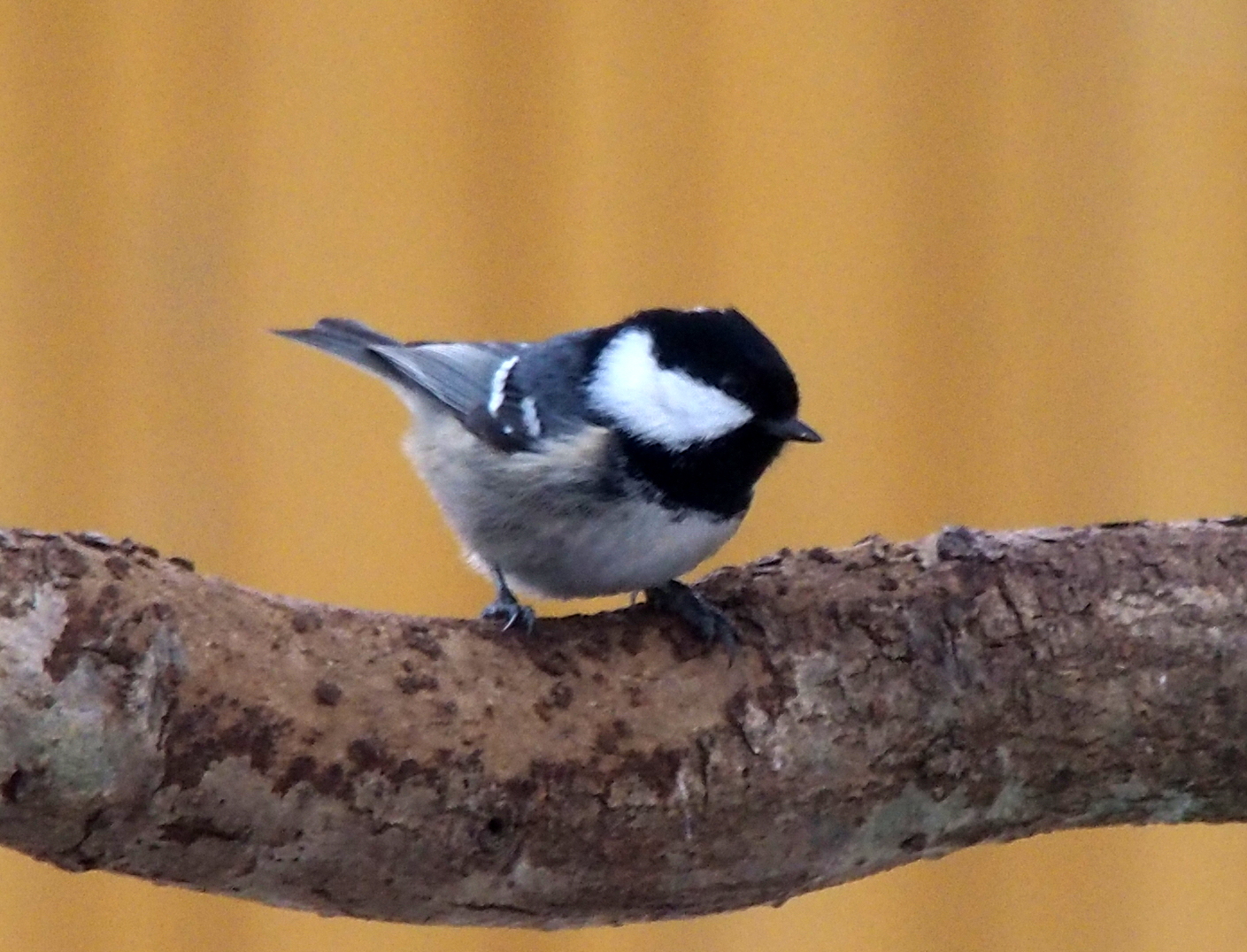 Sammatis: Kuusitiainen ja muita pihan lintuja