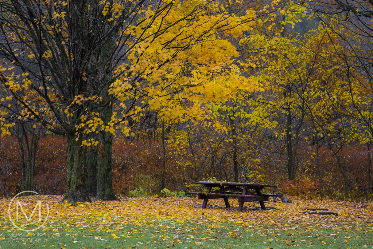 Tips for Shooting Autumn Foliage - Mersad Donko Photography